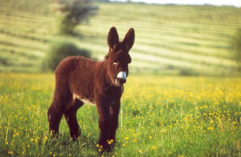 Die Esel-Info-Führung – Poitou-Esel